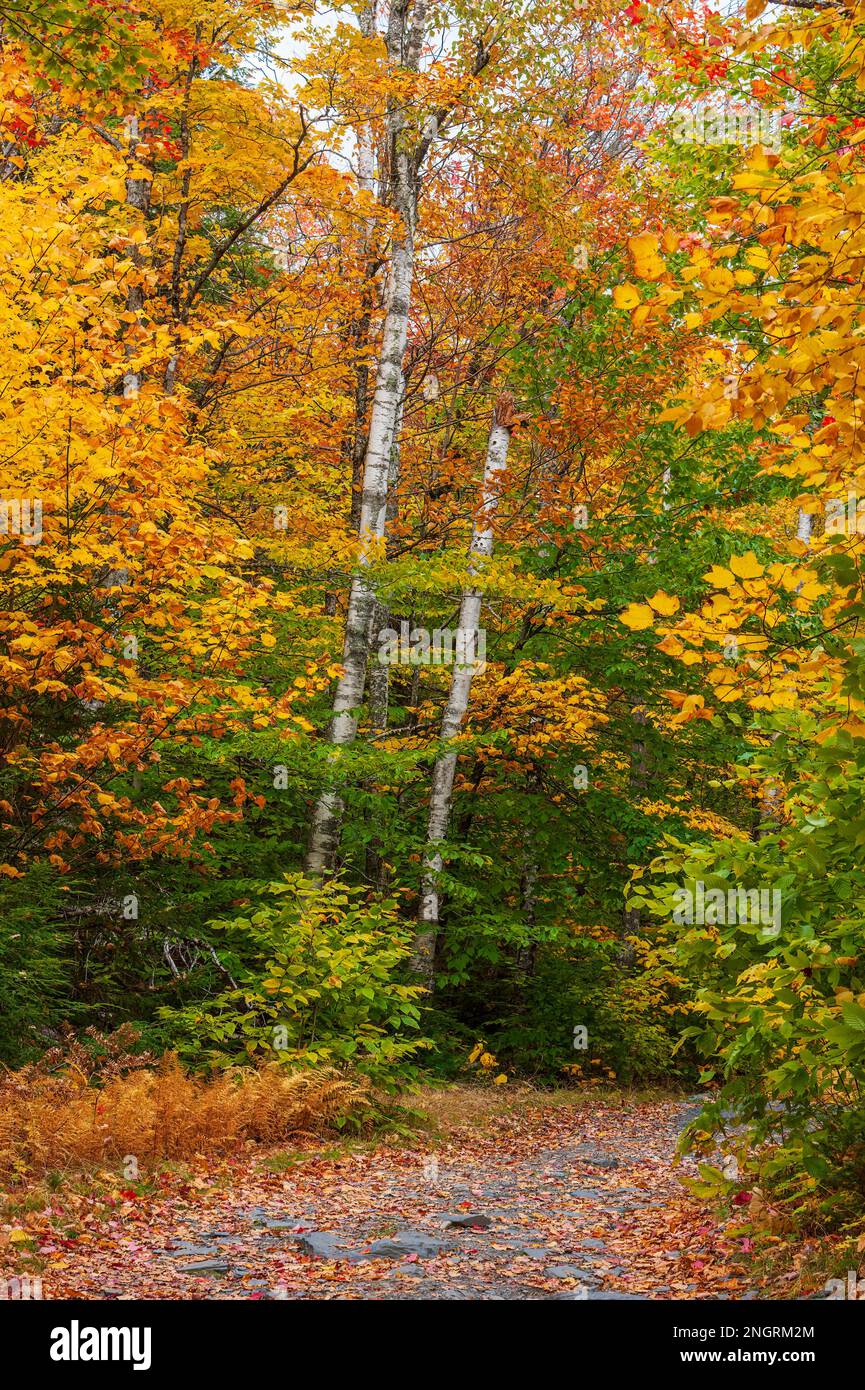 Mountain road through a hemlock-hardwood forest in full peak foliage. Maple, beech and birch ...