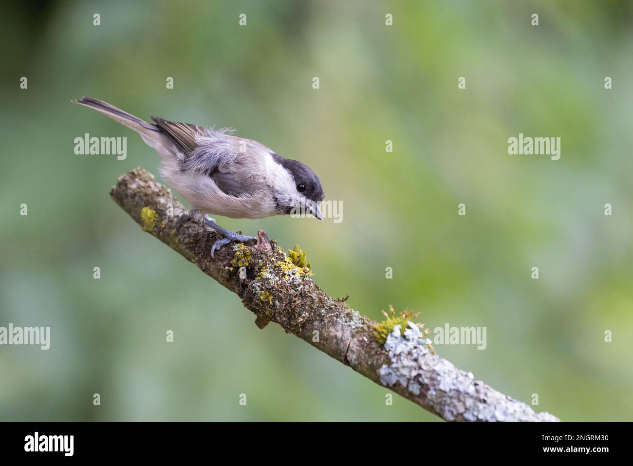 Marsh tit [ Poecile palustris ] on mossy stick Stock Photo - Alamy