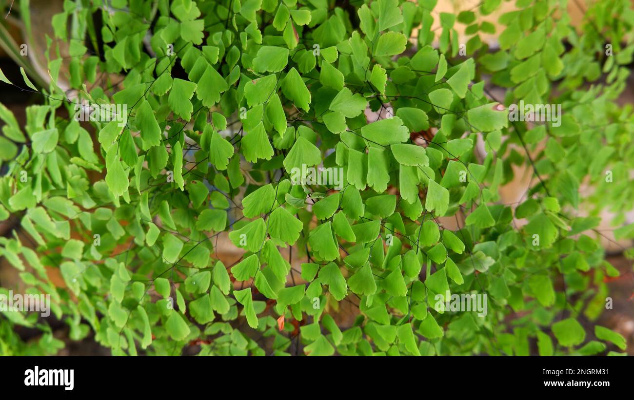Pilea Ornamental Plant With Small, Hanging Leaves And Vines Stock Photo ...