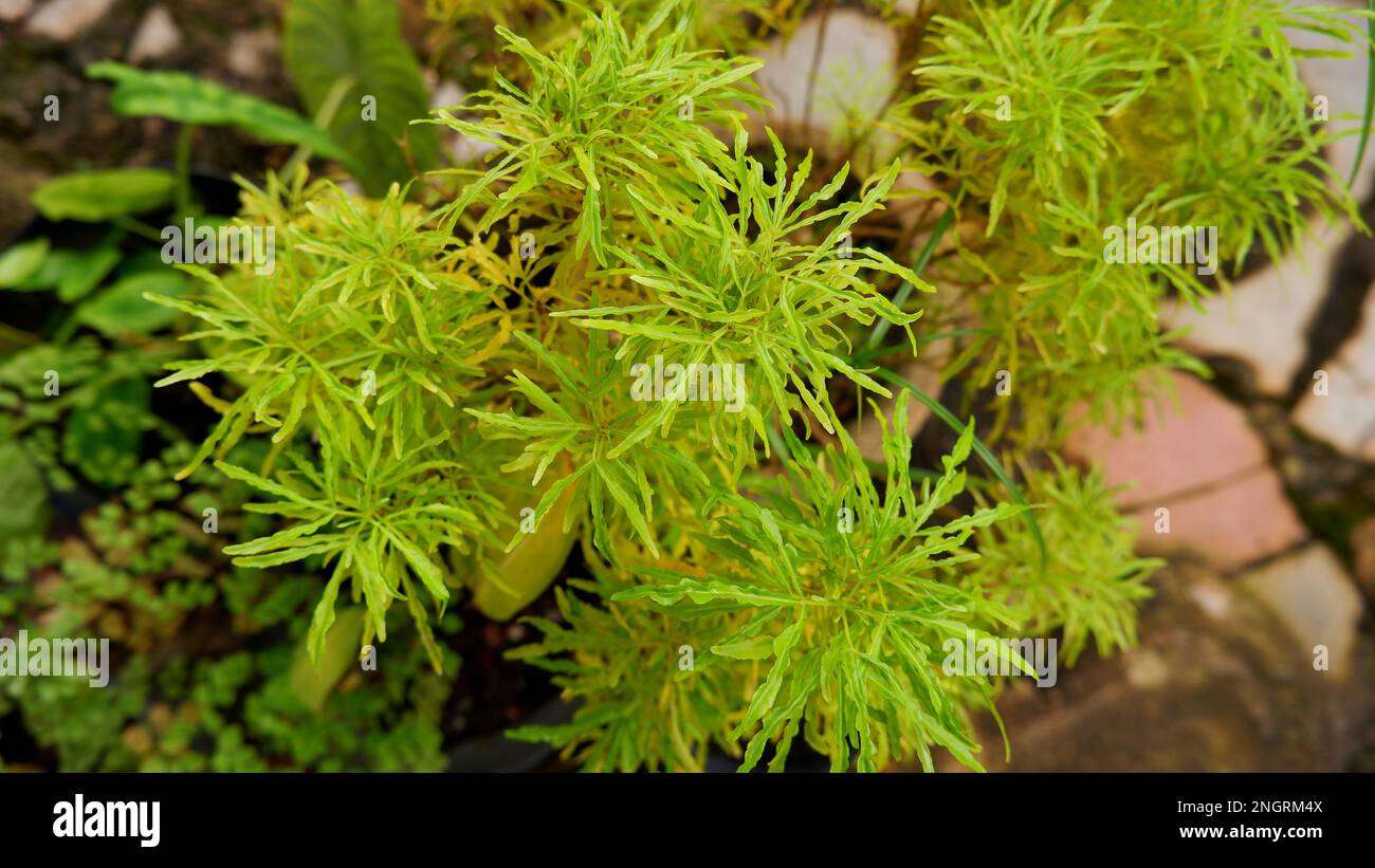 Yellow Khalifa Leaf Ornamental Plant Growing In A Pot In The Garden ...