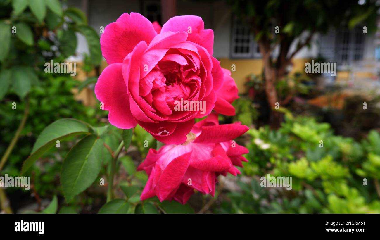 Two Pink Roses Blooming During The Day Stock Photo - Alamy
