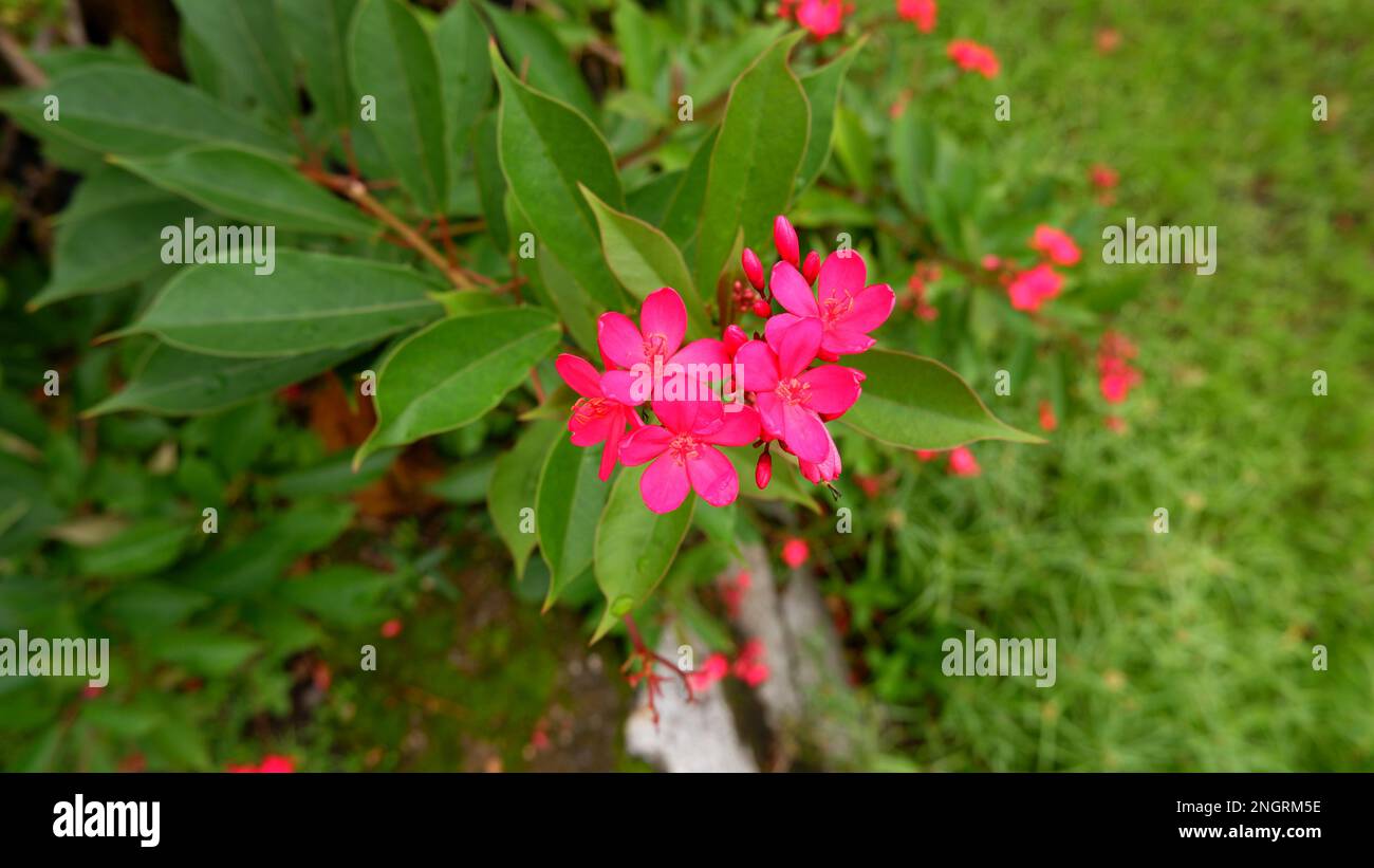 Jatropha Integerrima Flower Or Batavia Flower With Beautiful Pink Color ...