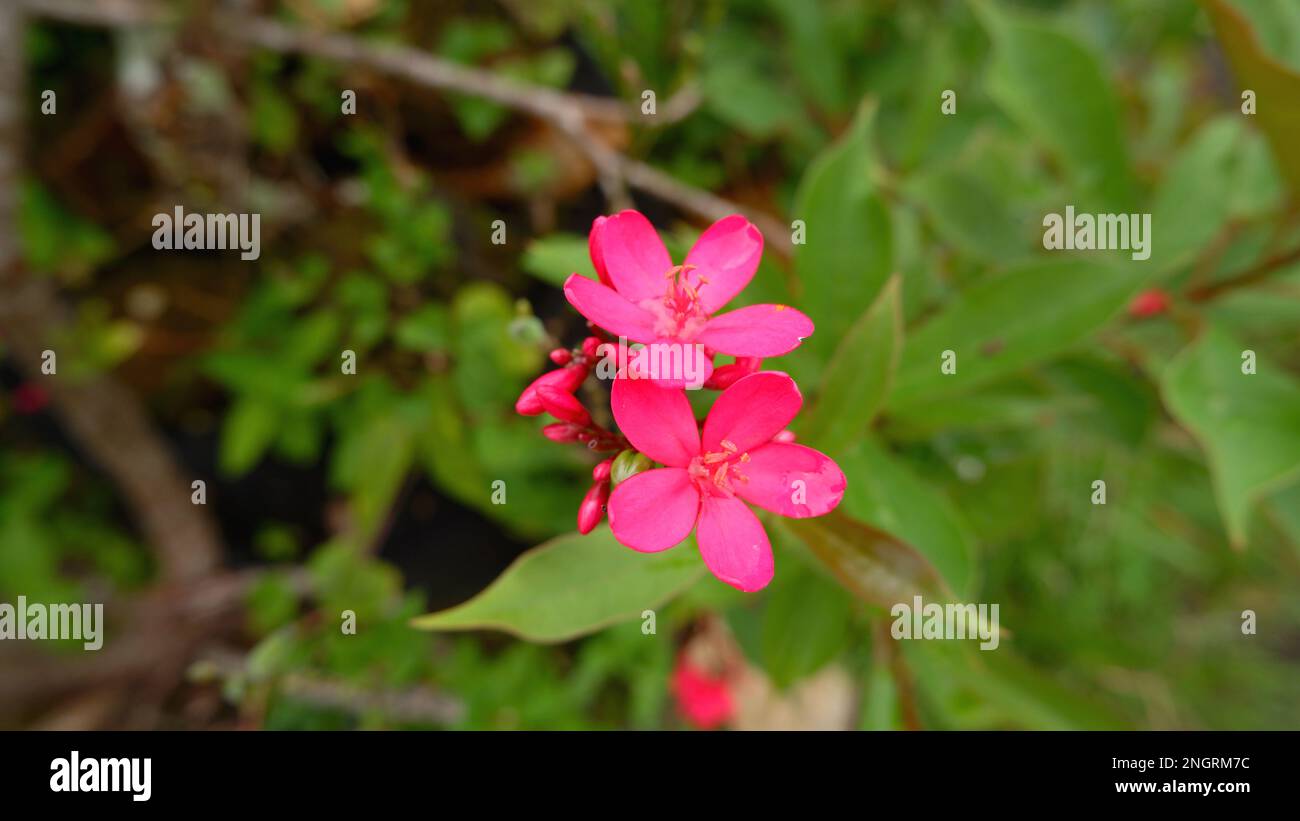 The Batavia Flower Ornamental Plant (Jatropha Integerrima) Is Red And ...