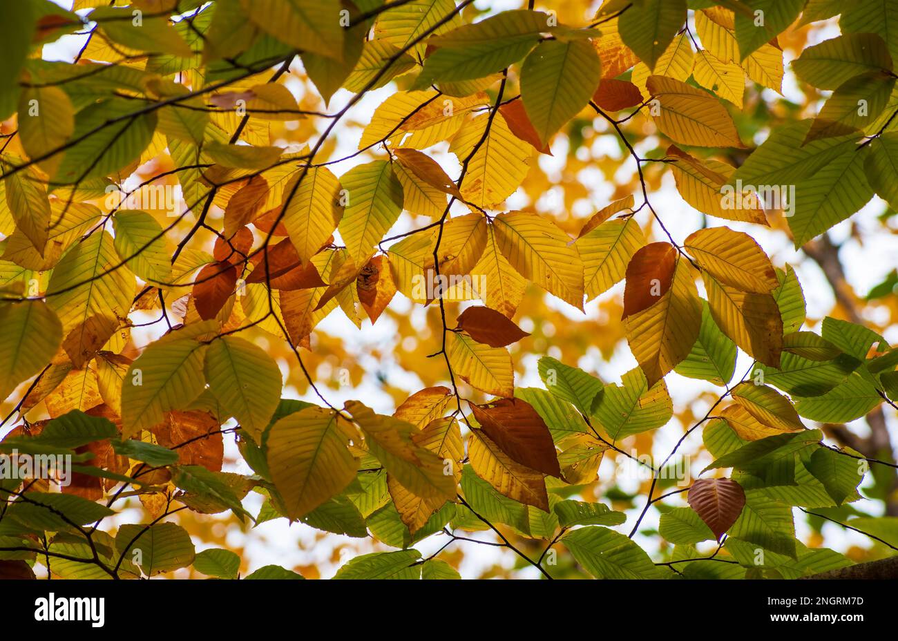 A branch of an American beech tree (Fagus grandifolia) in peak fall ...
