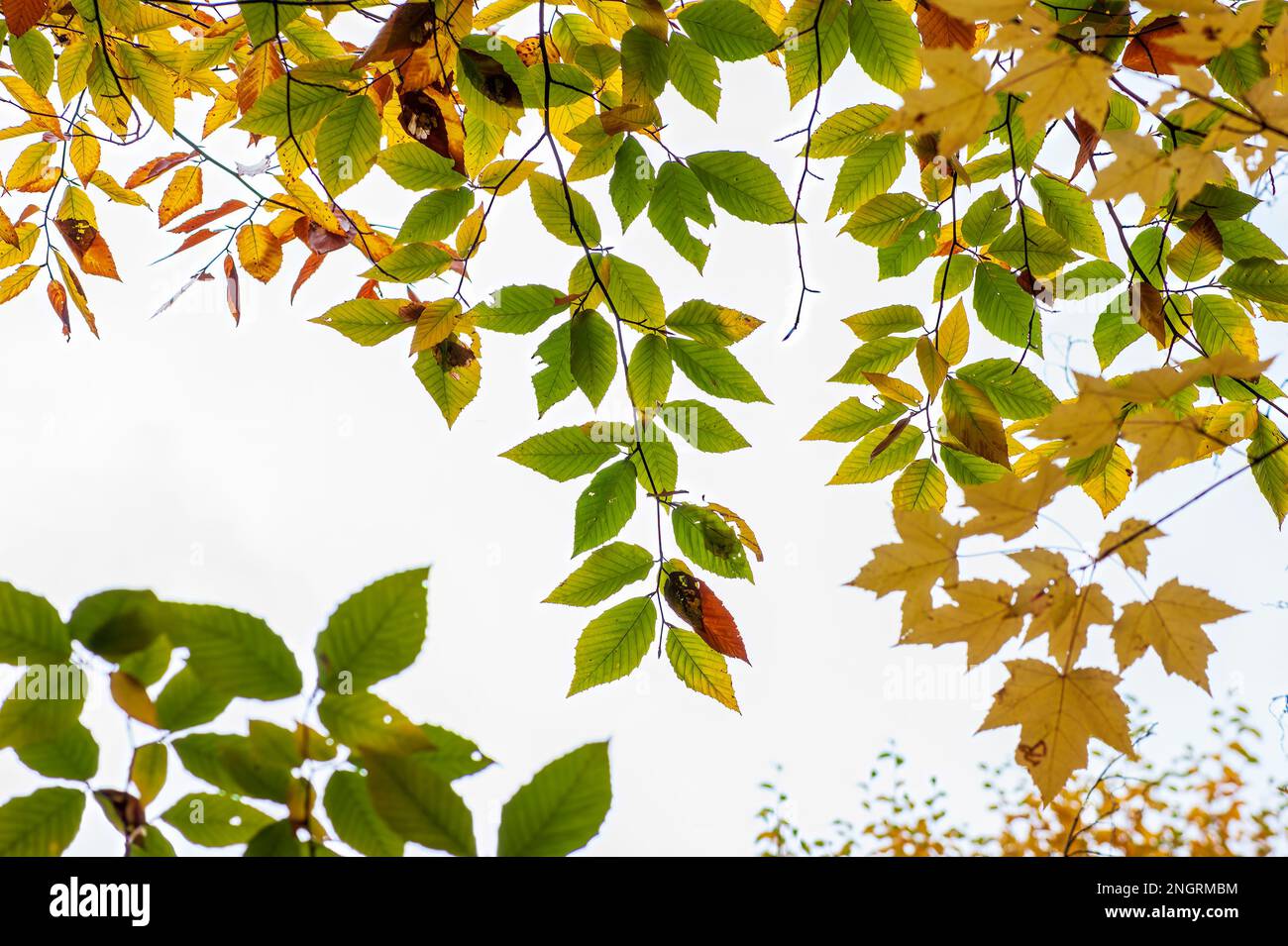 Branch of an American beech tree (Fagus grandifolia) in peak fall ...