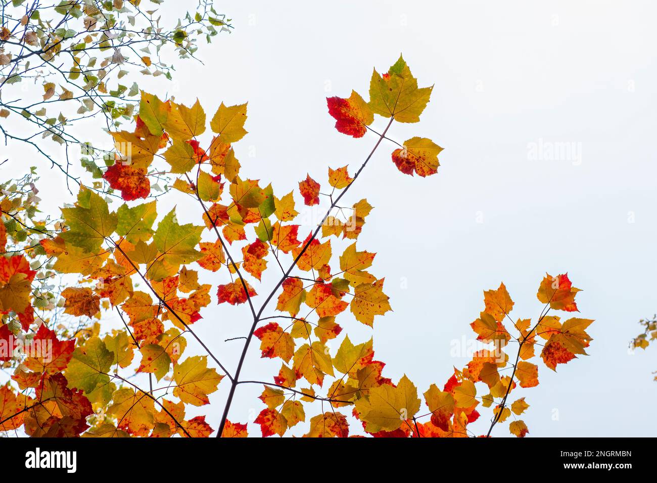 The branch of a red maple tree (Acer rubrum) at peak fall foliage, in golden and red colors ...