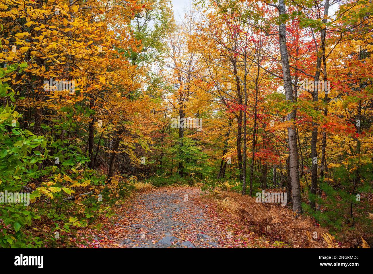 Mountain road through a hemlock-hardwood forest in full peak foliage. Maple, beech and birch ...