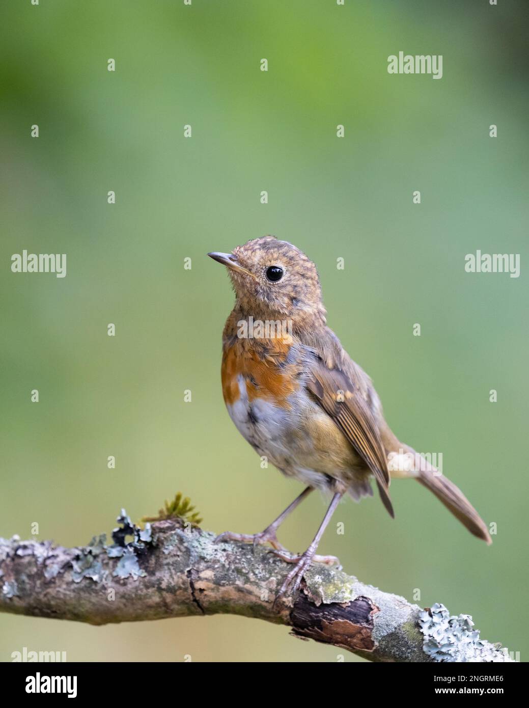 European Robin [ Erithacus rubecula ] Juvenile bird on stick Stock ...