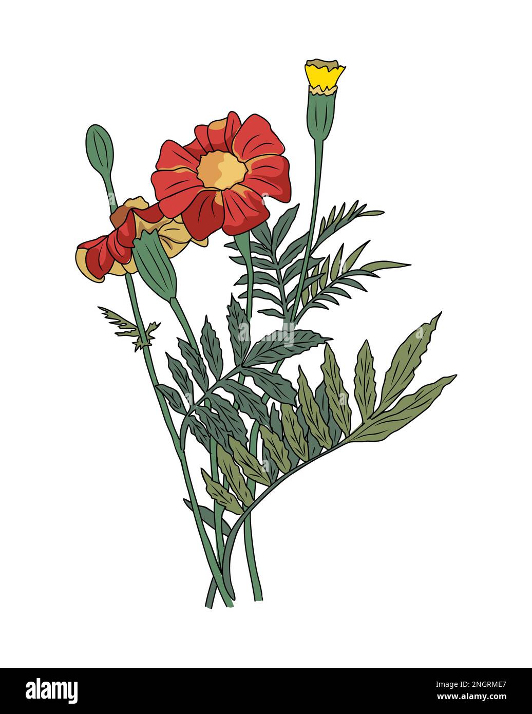 Marigold October birth month flower vector art Stock Vector Image & Art ...