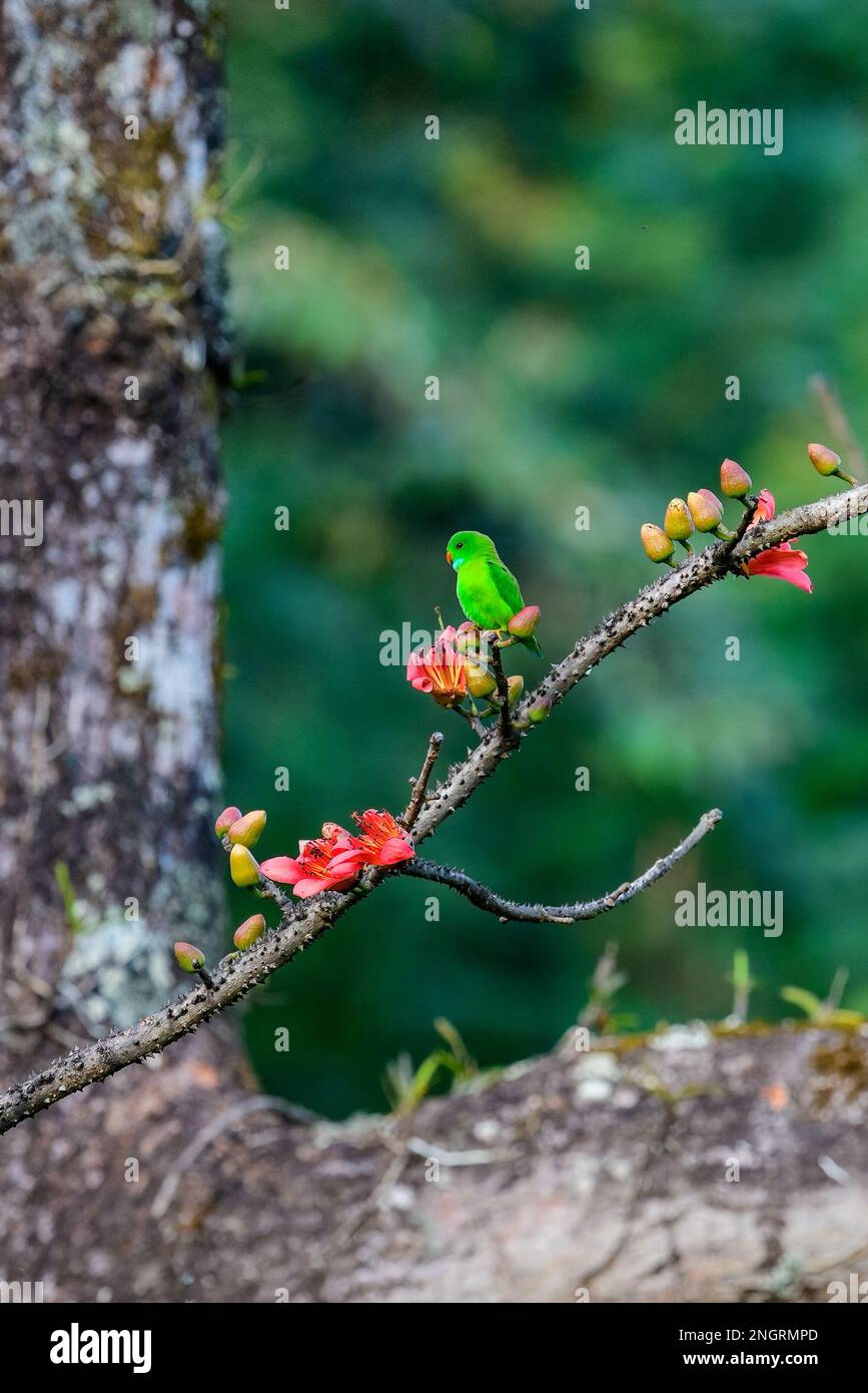 Vernal hanging parrot, The vernal hanging parrot is a small parrot ...