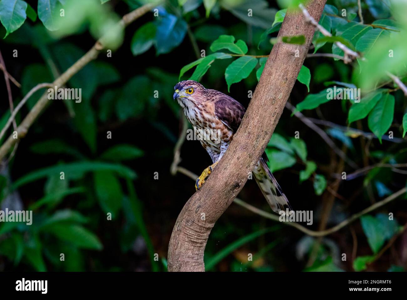 The crested goshawk is a bird of prey from tropical Asia. It has short ...