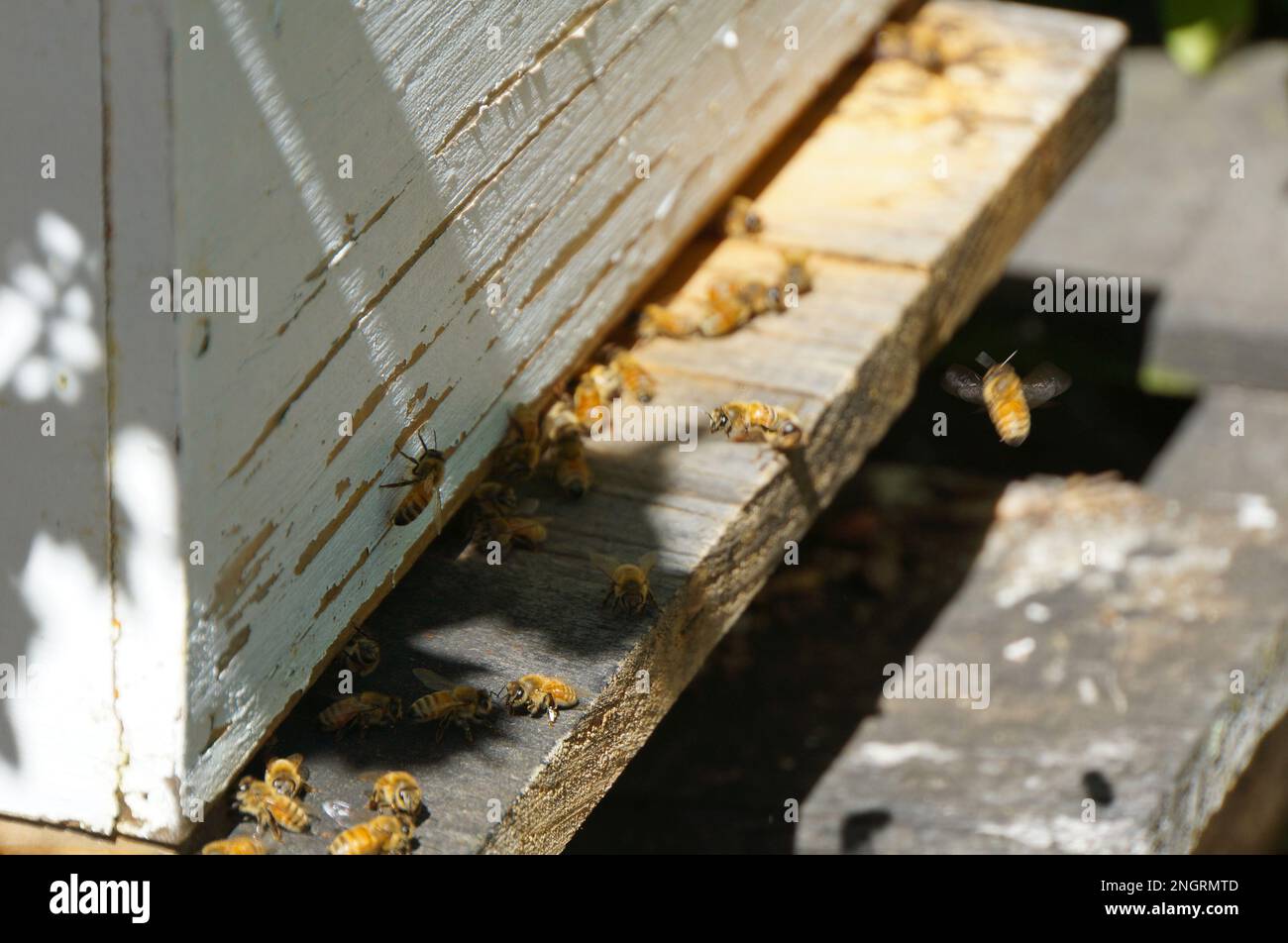 Bee flying in beehive honeybee hi-res stock photography and images - Alamy
