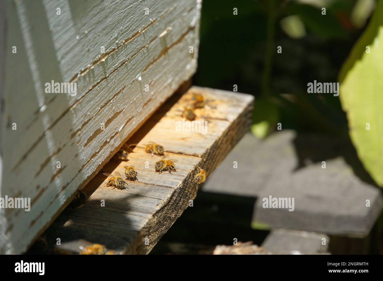 Honey bees flying in and out of a small wooden bee hive Stock Photo - Alamy