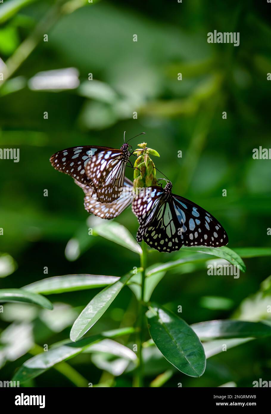 The blue tiger butterflies , A deeply affecting moment of nature, a ...