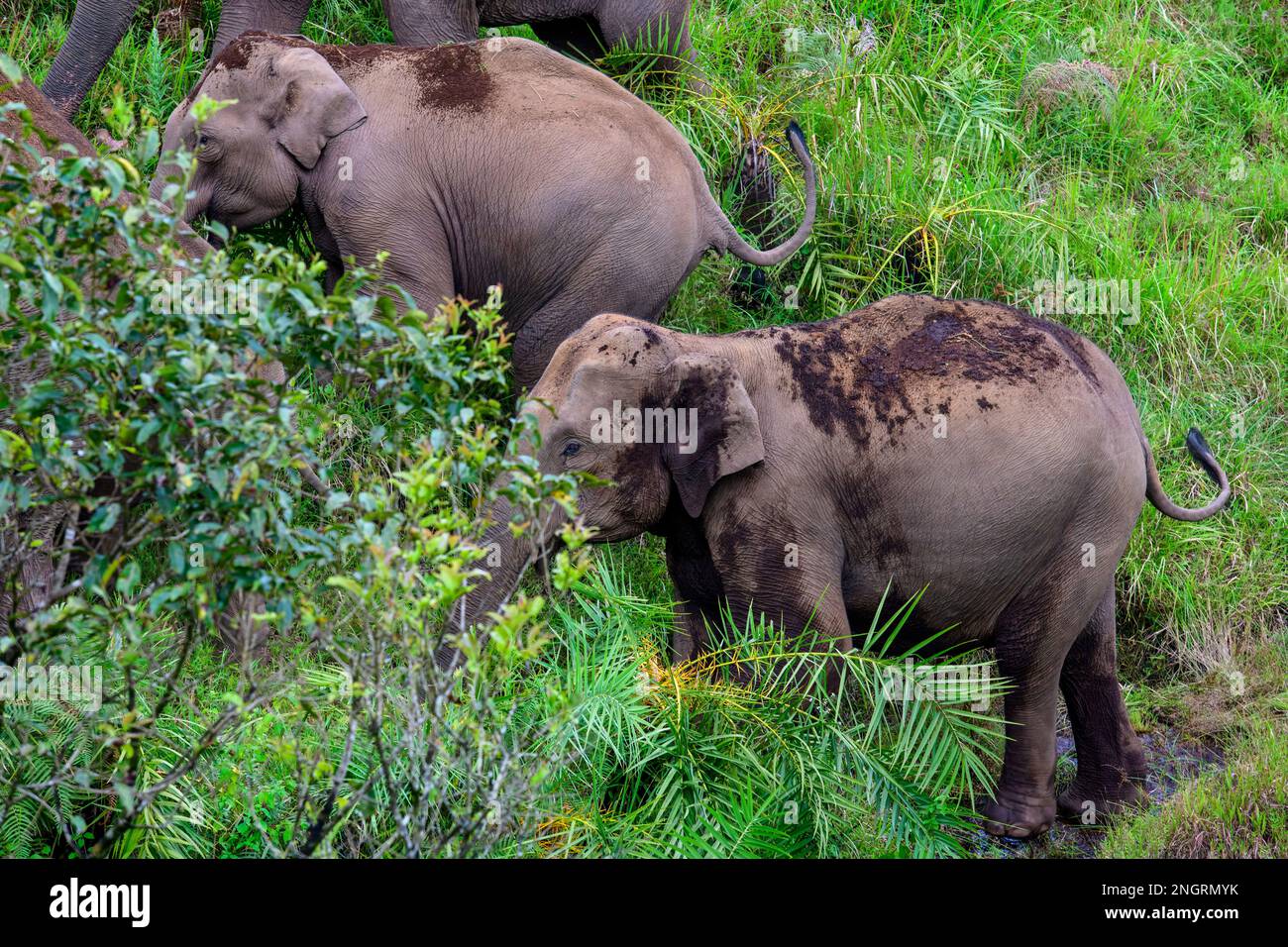 The heard of wild elephants in Kerala forest Stock Photo - Alamy