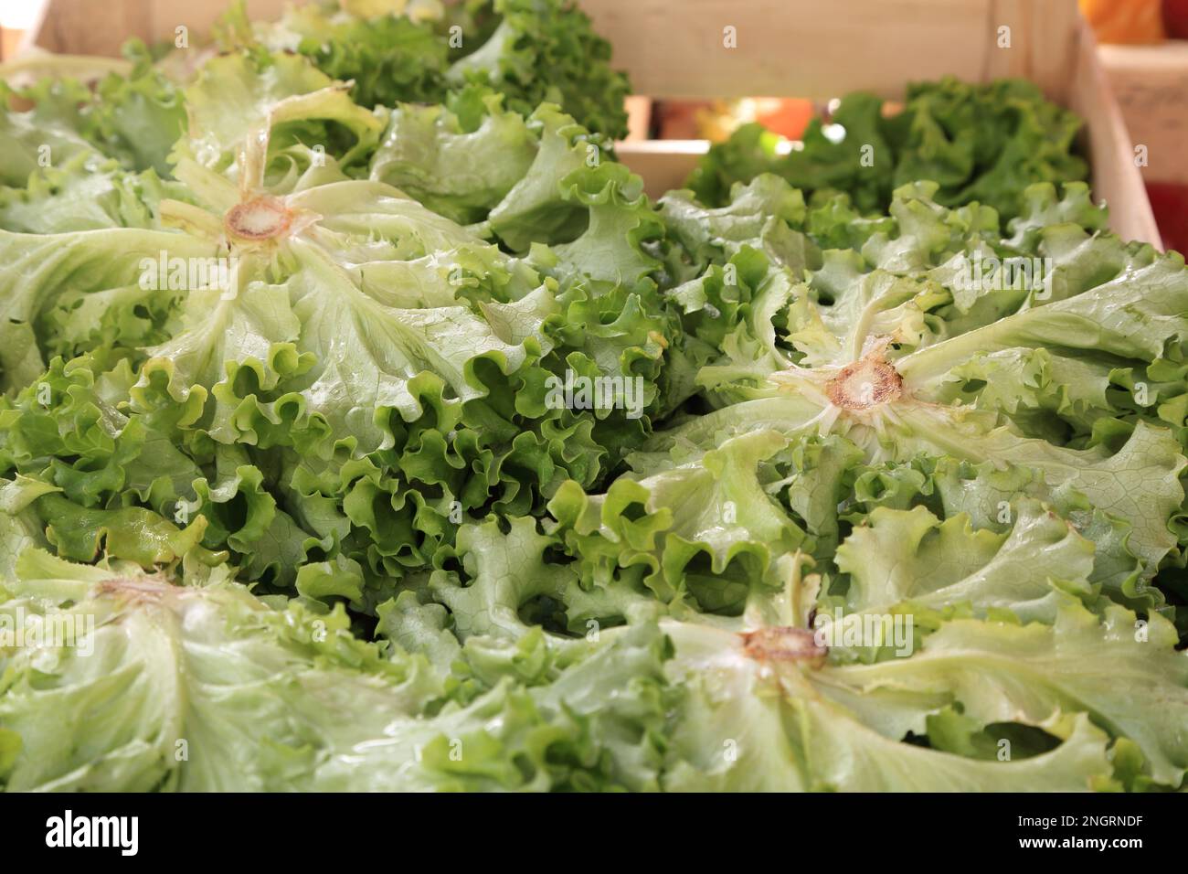 Display of lettuce on a market stall in market at Place des Lices ...