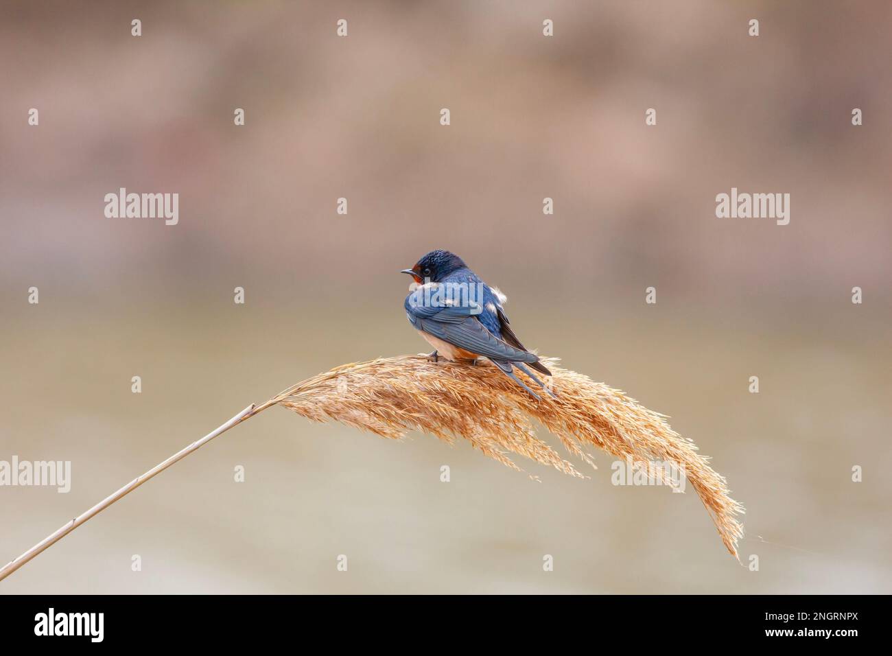 little bird on the reed, Barn Swallow, Hirundo rustica Stock Photo - Alamy