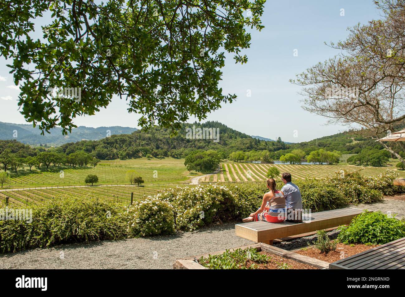 Vineyard in Napa Valley during spring in California Stock Photo - Alamy