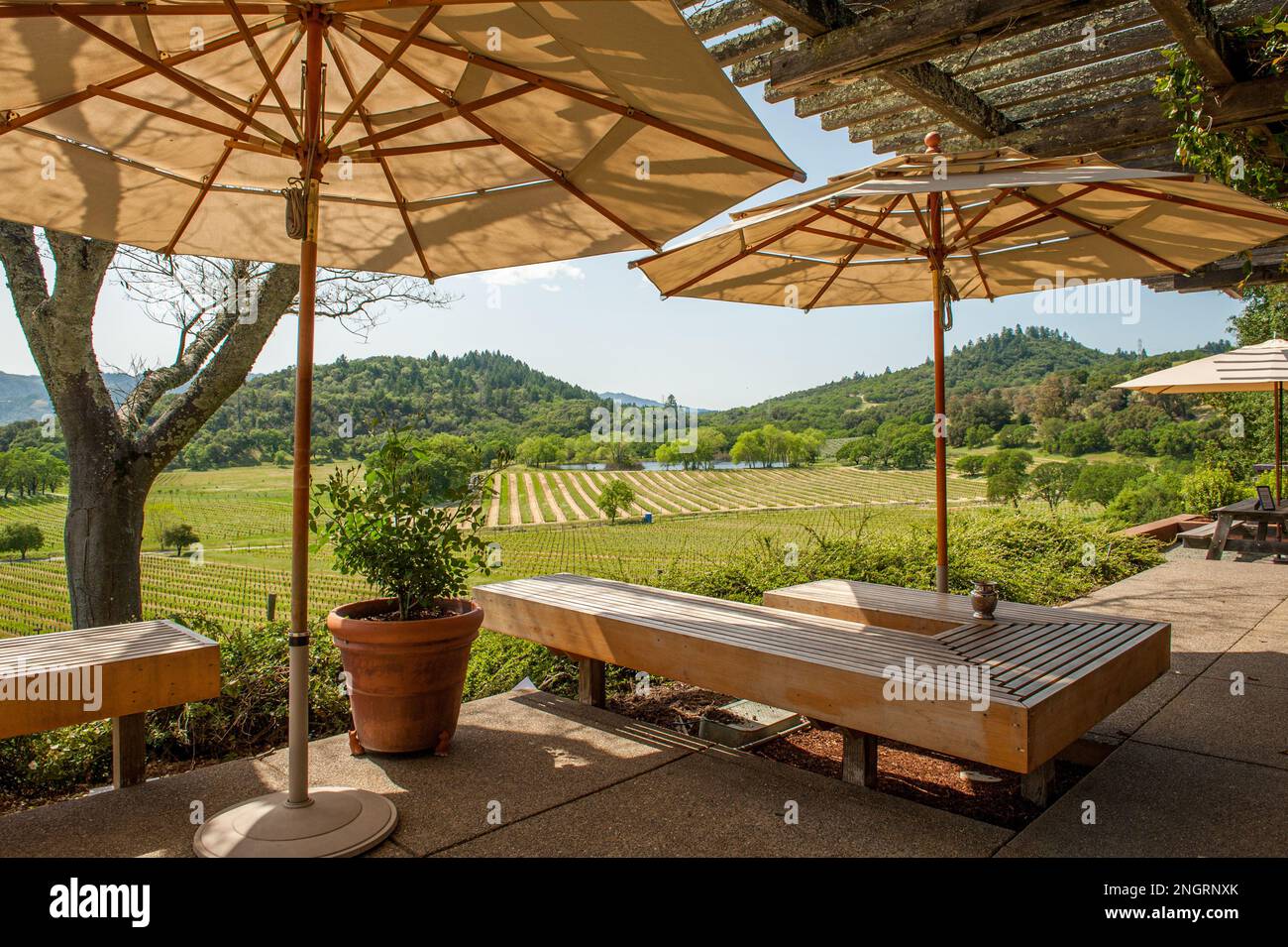 Vineyard in Napa Valley during spring in California Stock Photo - Alamy