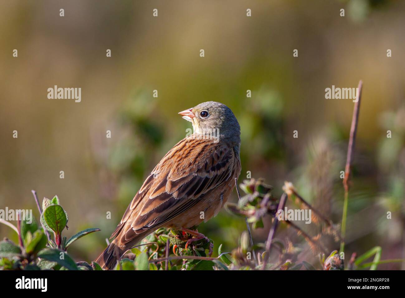 bird looking around in woodland, Ortolan Bunting, Emberiza hortulana ...