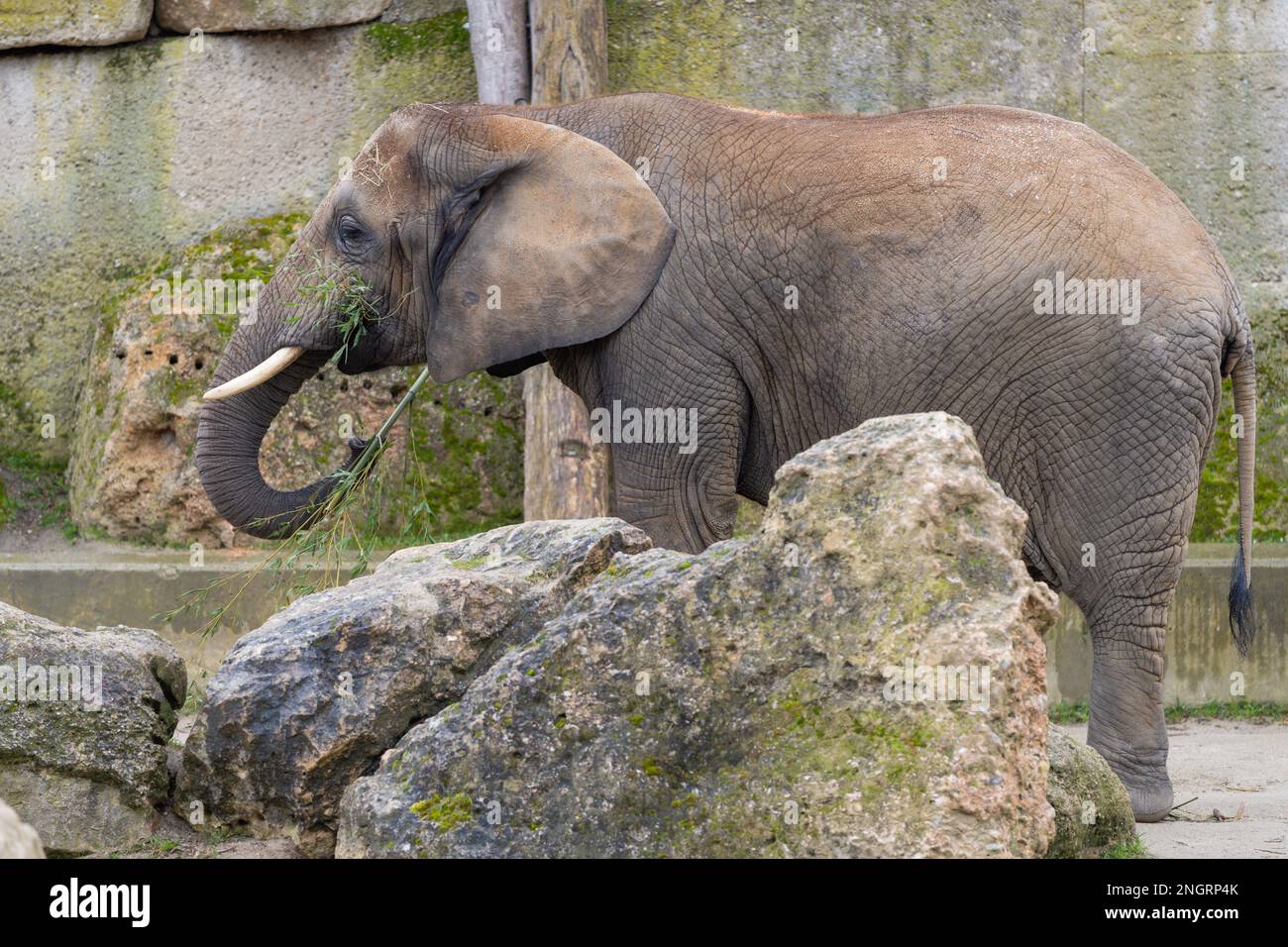 African Bush Elephant (Loxodonta africana) eating bamboo in Vienna Zoo ...