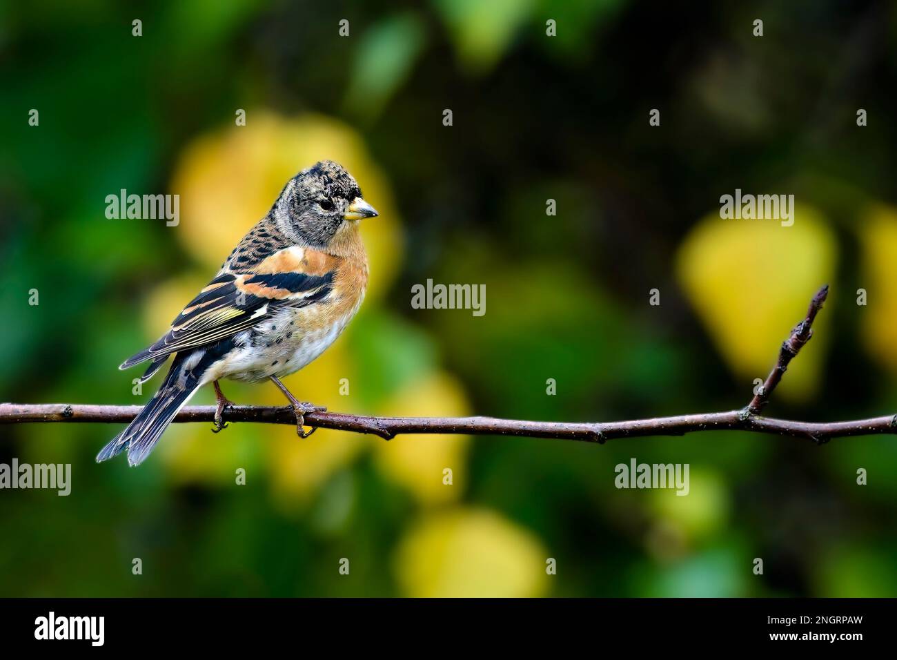 Balance colors hi-res stock photography and images - Alamy