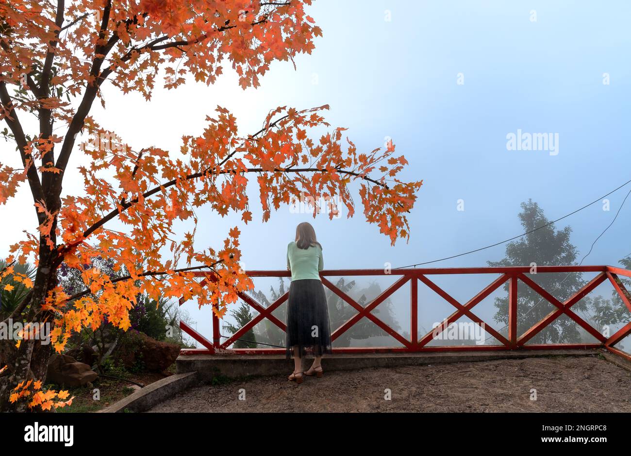 A female tourist stands next to a yellow-leaved tree with a dense fog ...