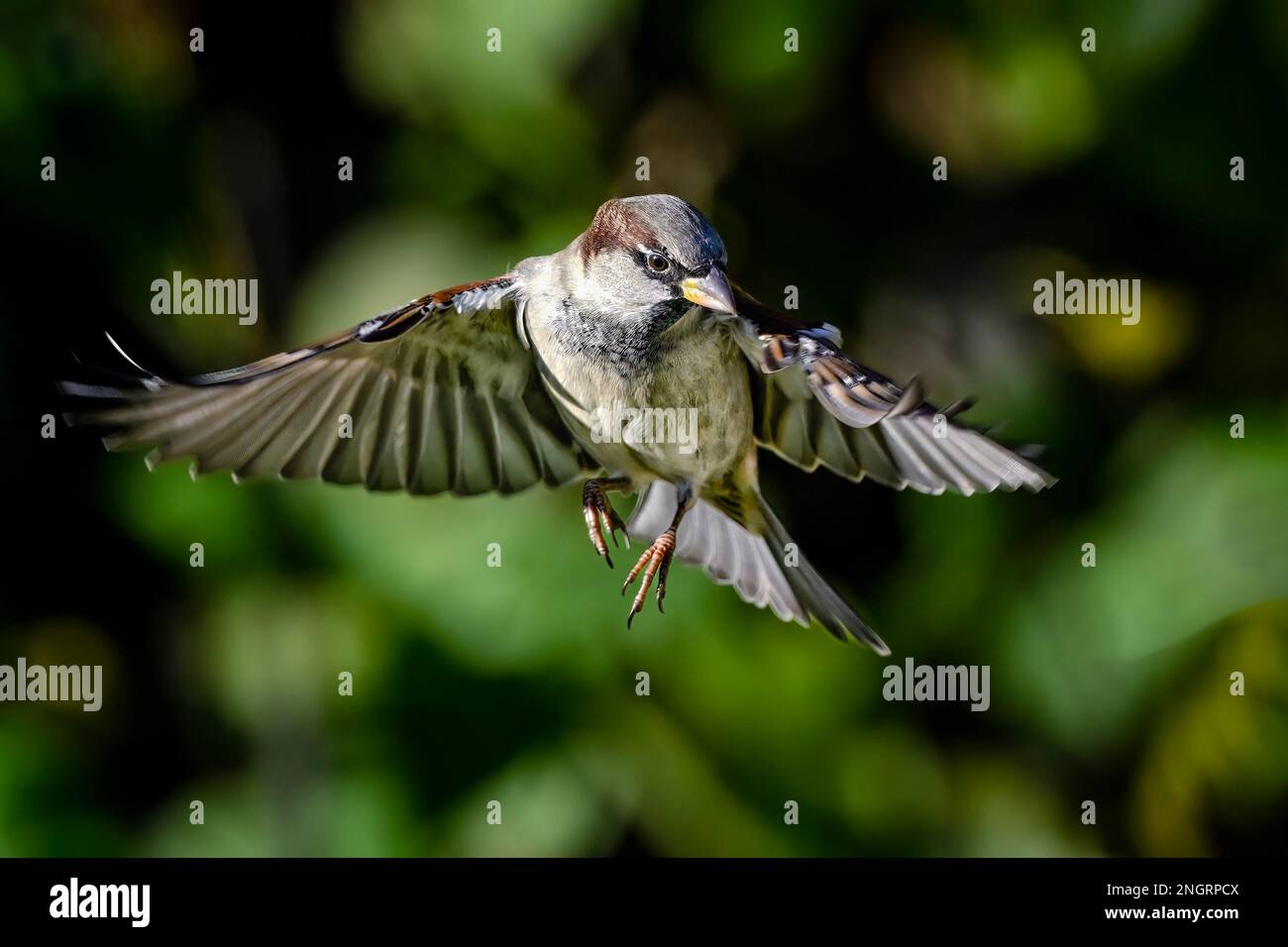 Sparrow in flight hi-res stock photography and images - Alamy