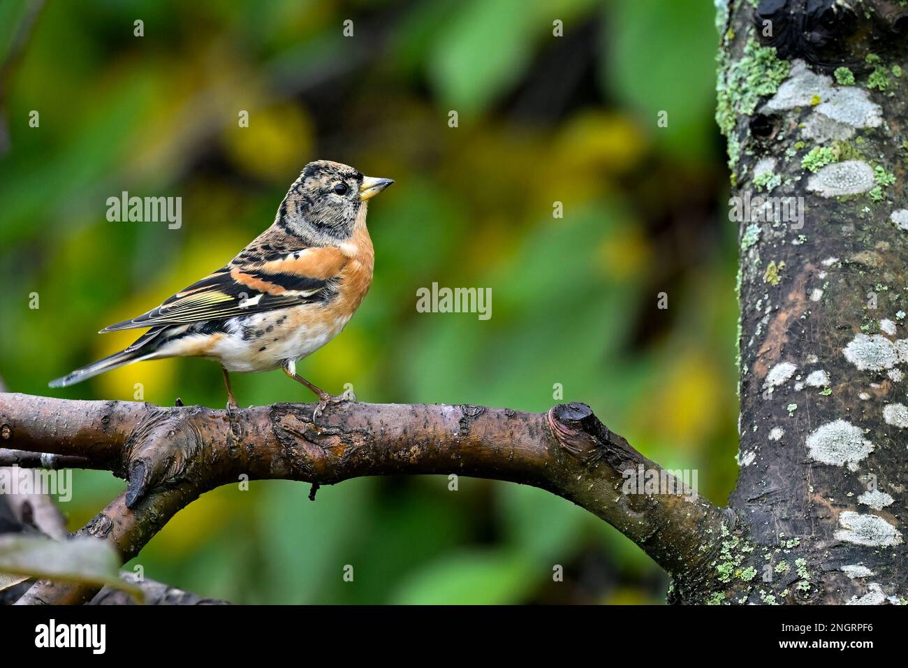 Orange leg bird hi-res stock photography and images - Alamy