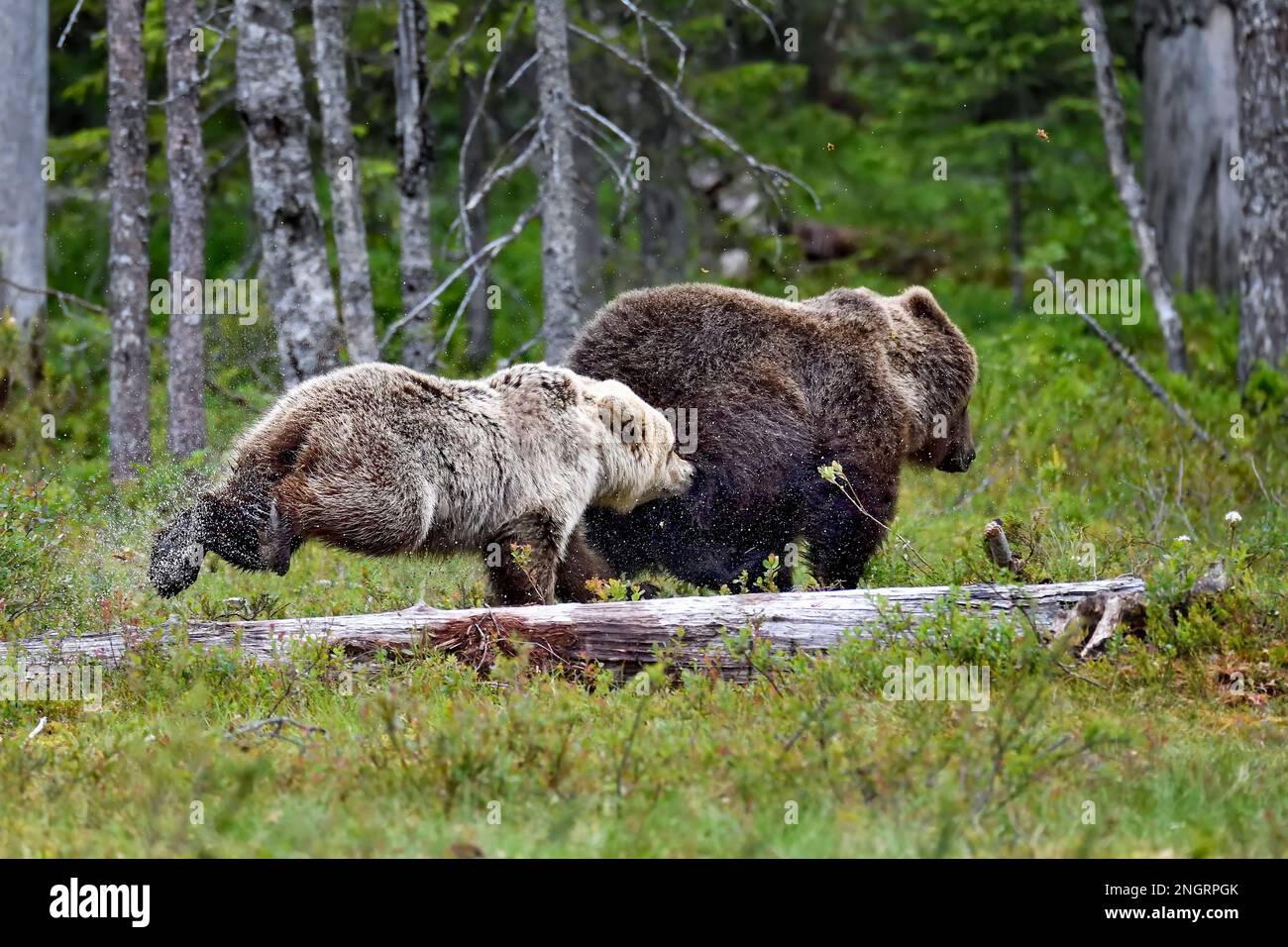 Situations can escalate quickly among bears Stock Photo - Alamy