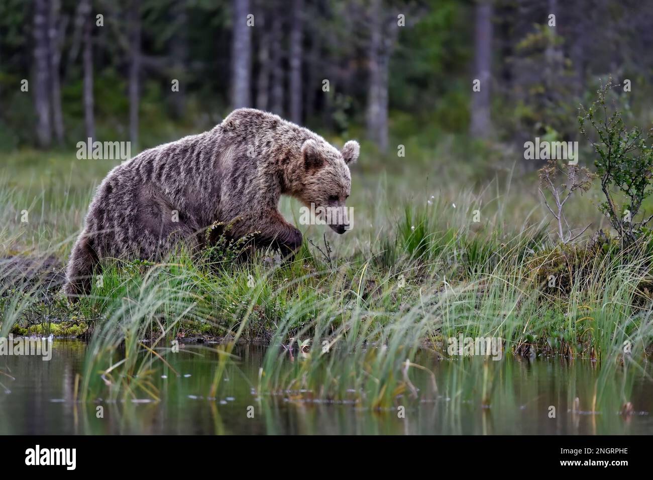Brown bear walking at the swamp pond in the forest Stock Photo - Alamy