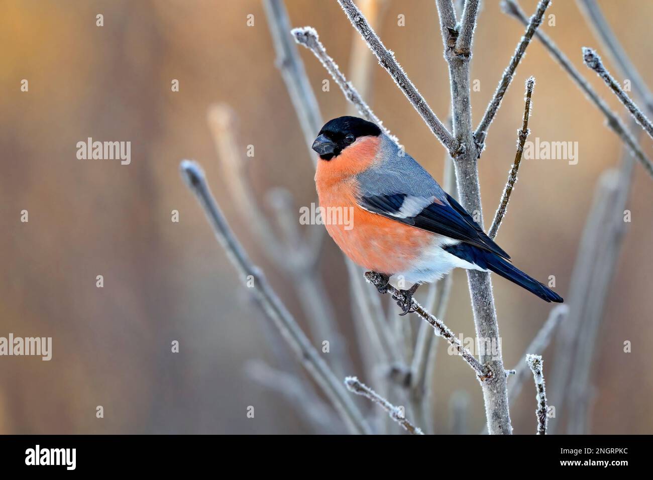 Eurasian bullfinch in winter colors Stock Photo - Alamy