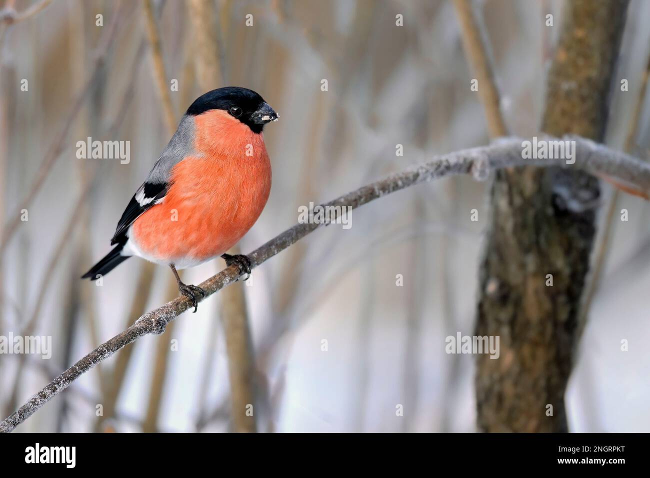 Bullfinch bird hi-res stock photography and images - Alamy