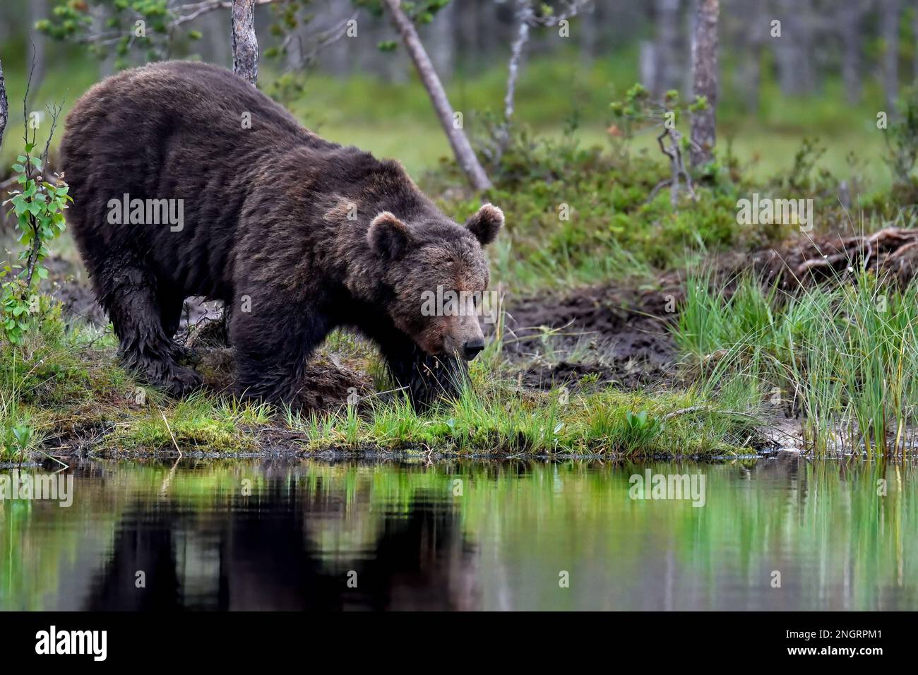 Brown bear, late night visitor at the swamp lake in the forest Stock ...