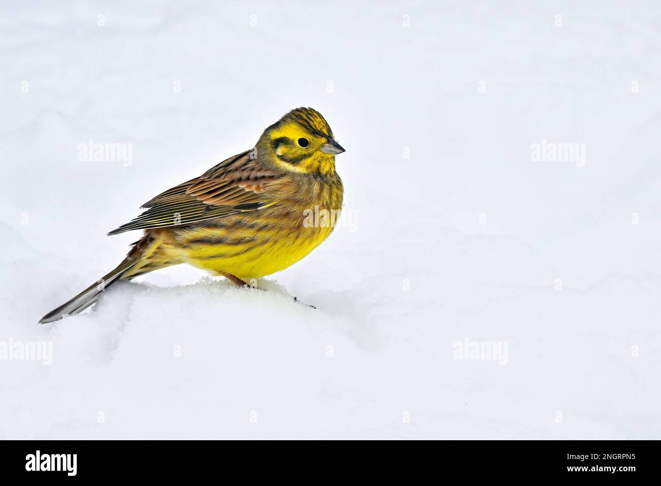Yellow passerine hi-res stock photography and images - Alamy
