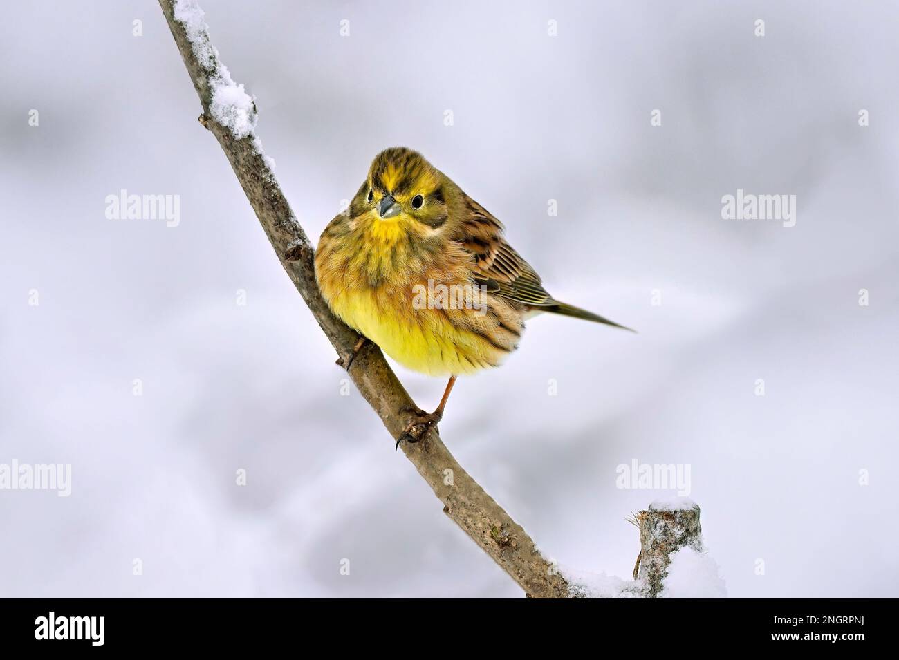 Yellowhammer fauna hi-res stock photography and images - Alamy