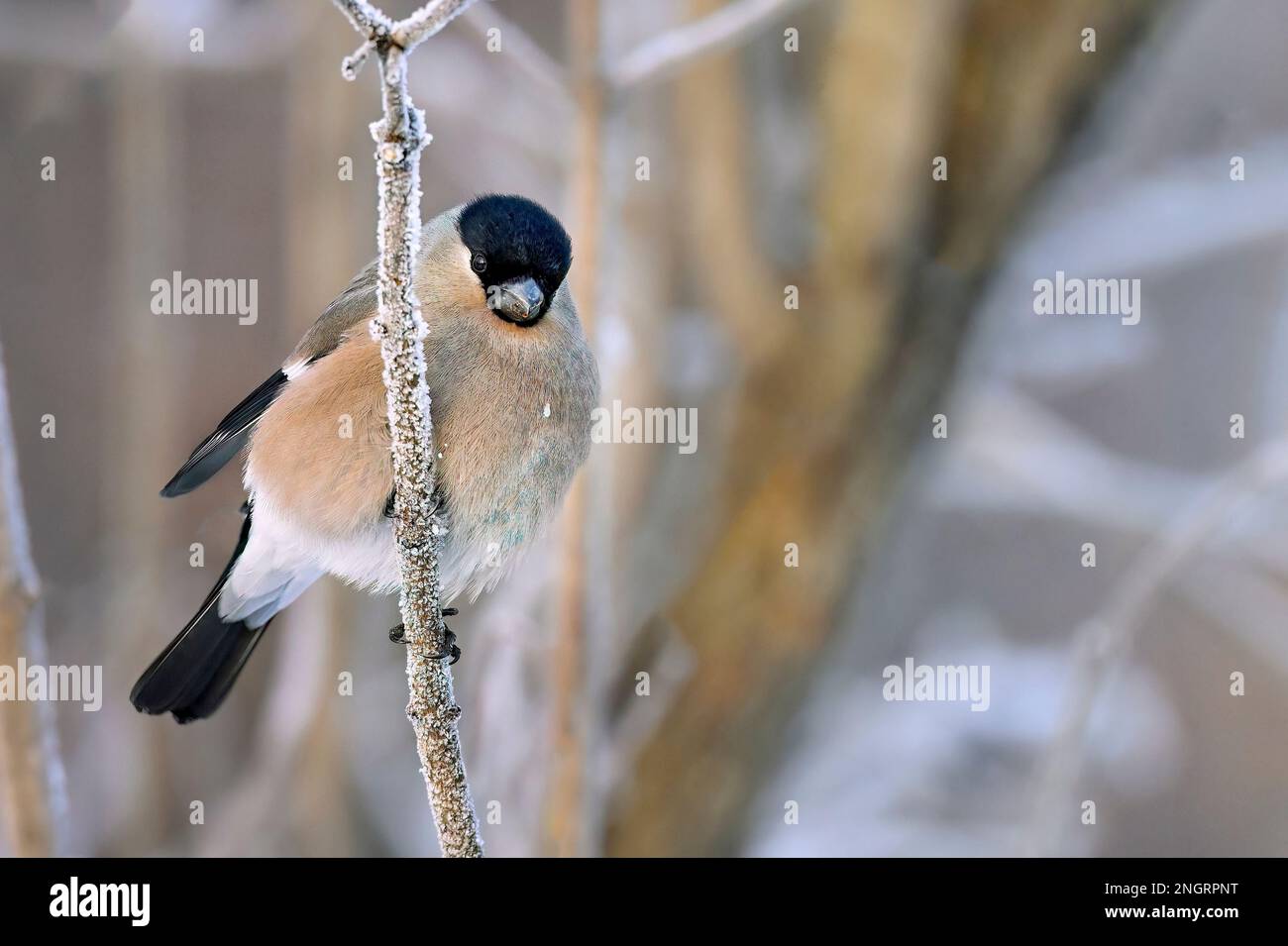 Bullfinch eurasian pyrrhula female hi-res stock photography and images ...