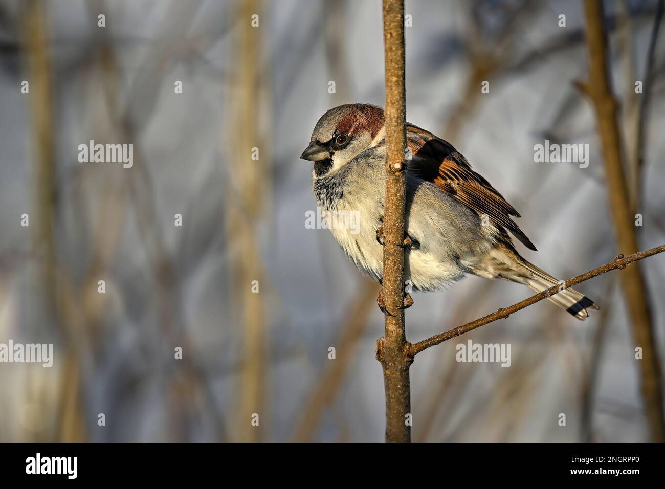 House sparrow in winter Stock Photo - Alamy