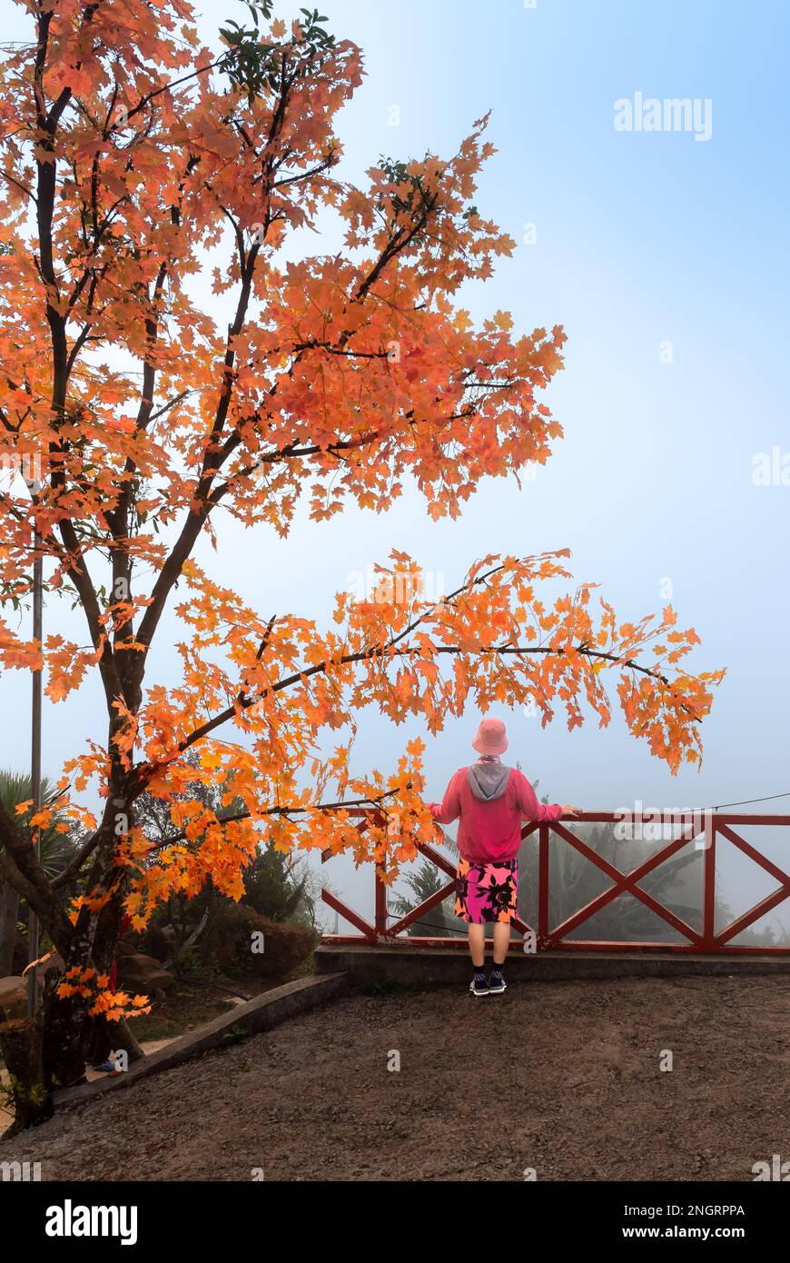 A female tourist stands next to a yellow-leaved tree with a dense fog ...