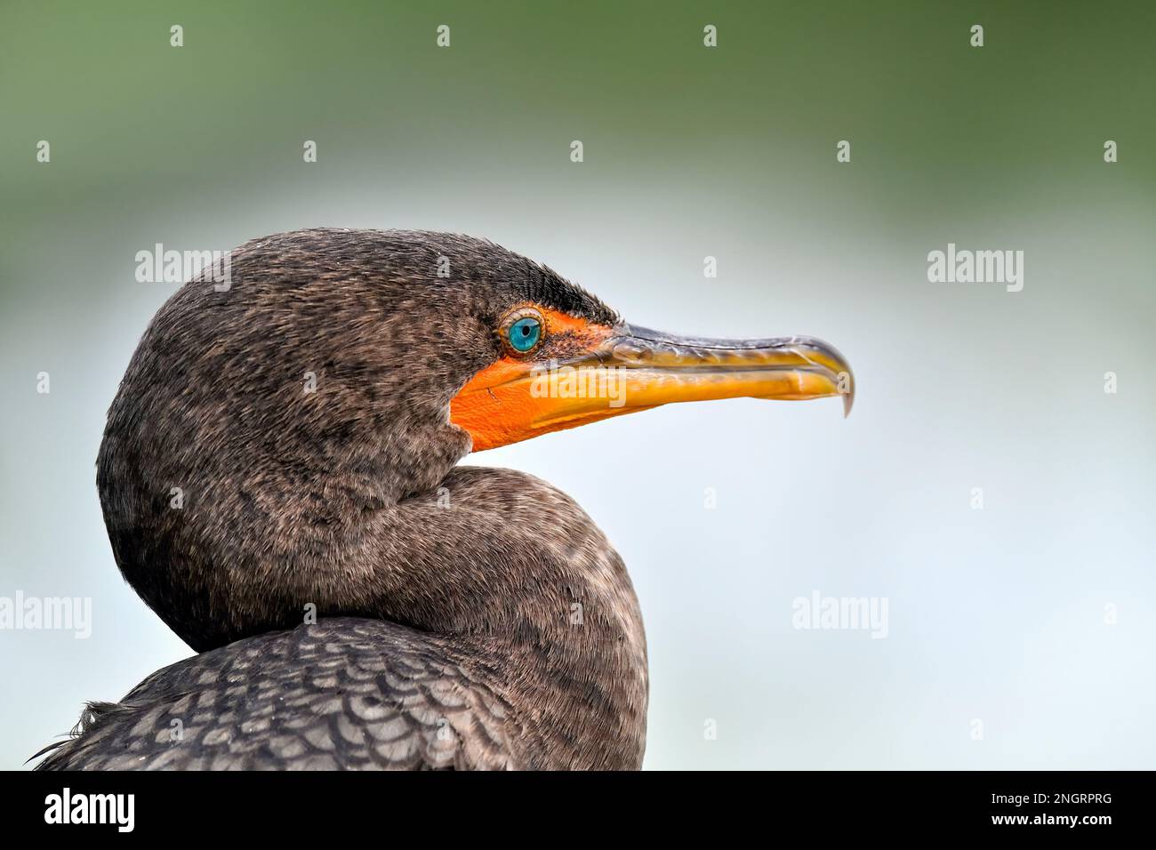 Close double crested cormorant hi-res stock photography and images - Alamy
