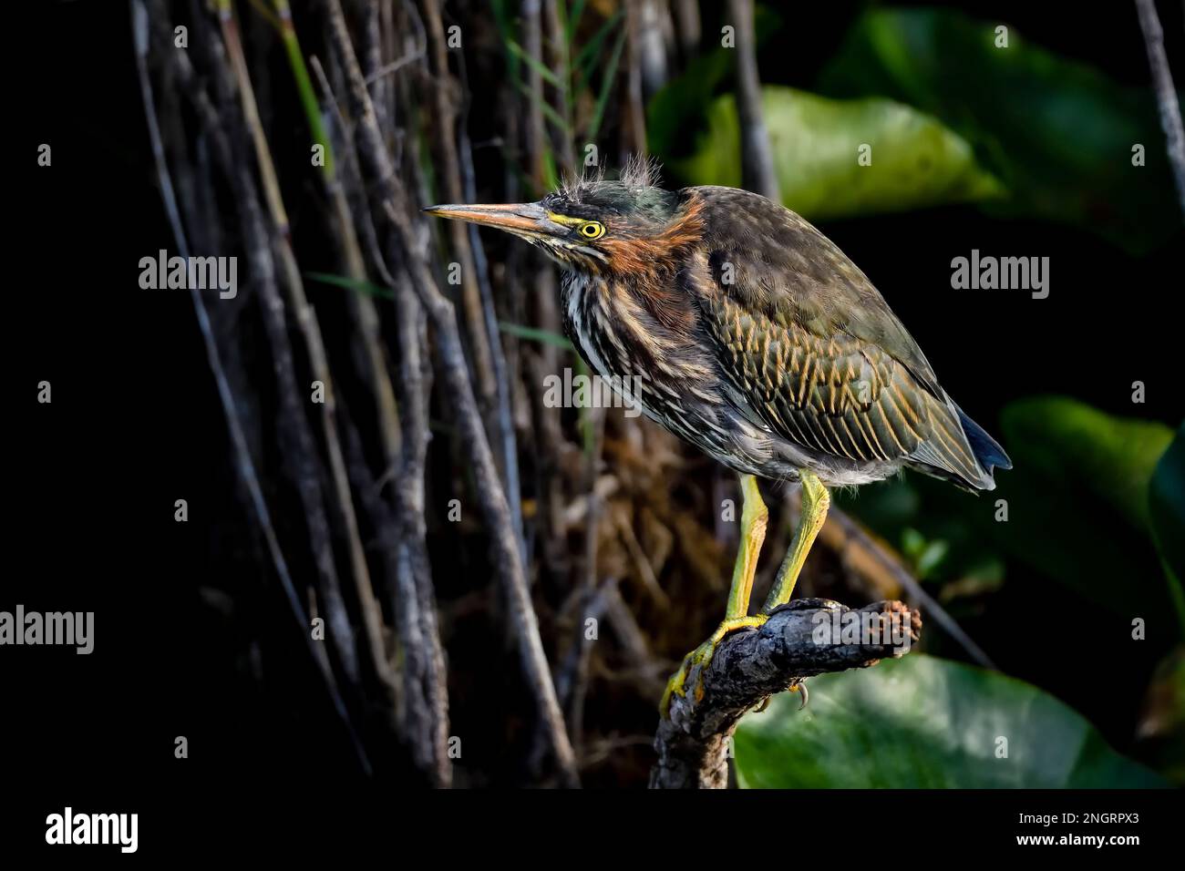 Heron bird wildlife mangrove hi-res stock photography and images - Alamy