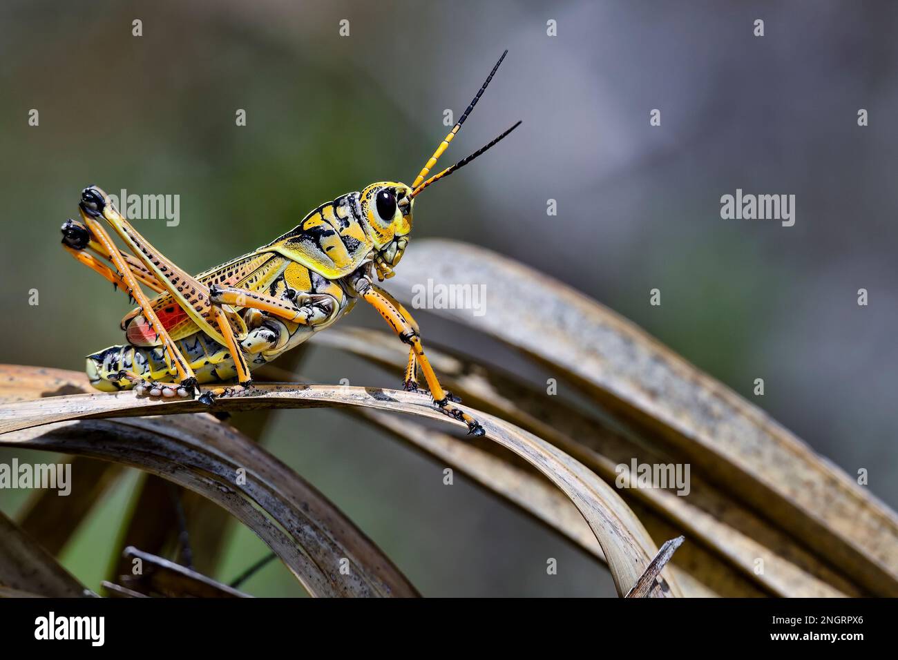 Beautiful Eastern lubber grasshopper ready to escape from the scene Stock Photo - Alamy