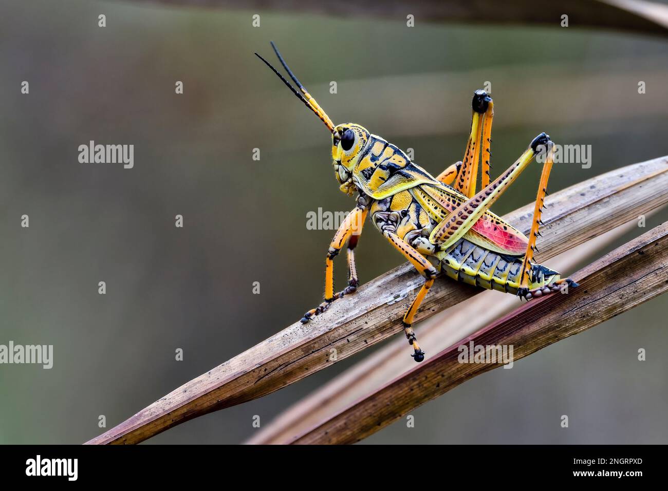 Beautiful Eastern lubber grasshopper ready to escape from the scene ...