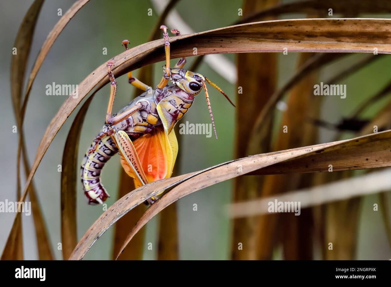 Eastern lubber grasshopper Stock Photo - Alamy