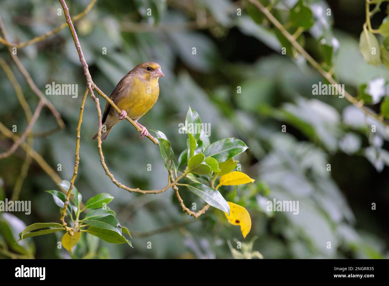 European Greenfinch [ Chloris chloris ] on shrub Stock Photo - Alamy