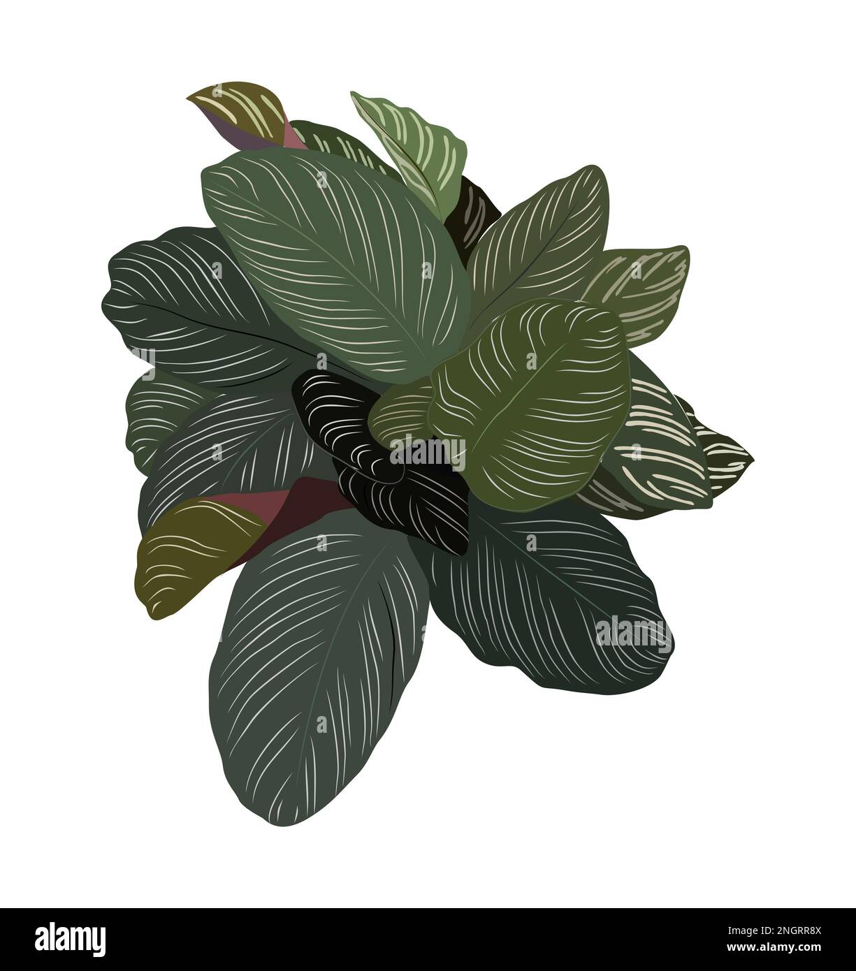 House plant Calathea top view Vector isolated Stock Vector Image & Art ...