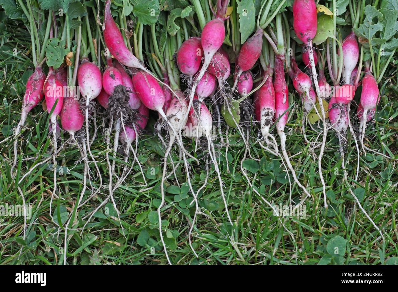 Radish (Raphanus sativus var. Radicula Pers.) - root garden plant, food ...