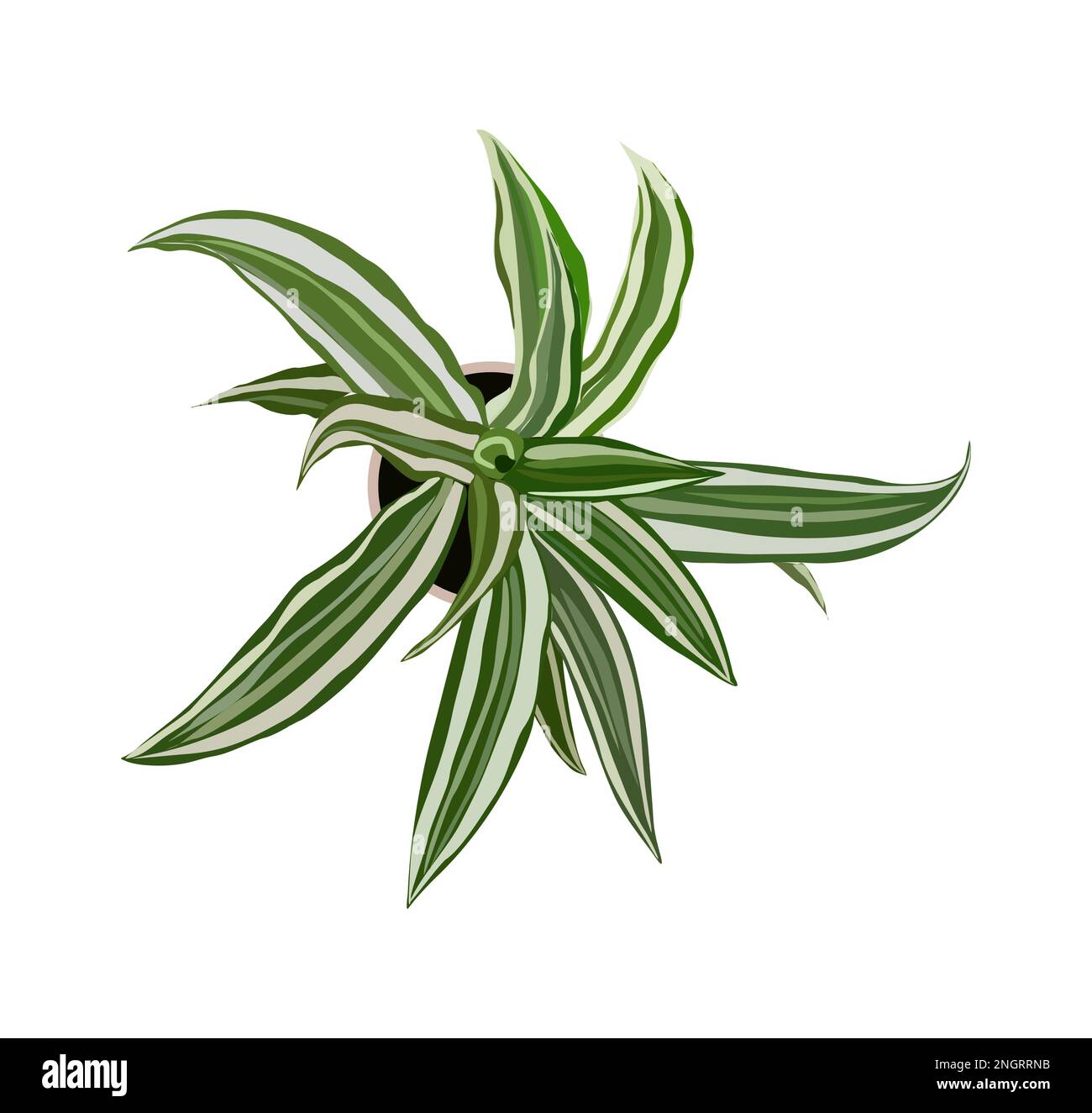 Potted Plant Top View