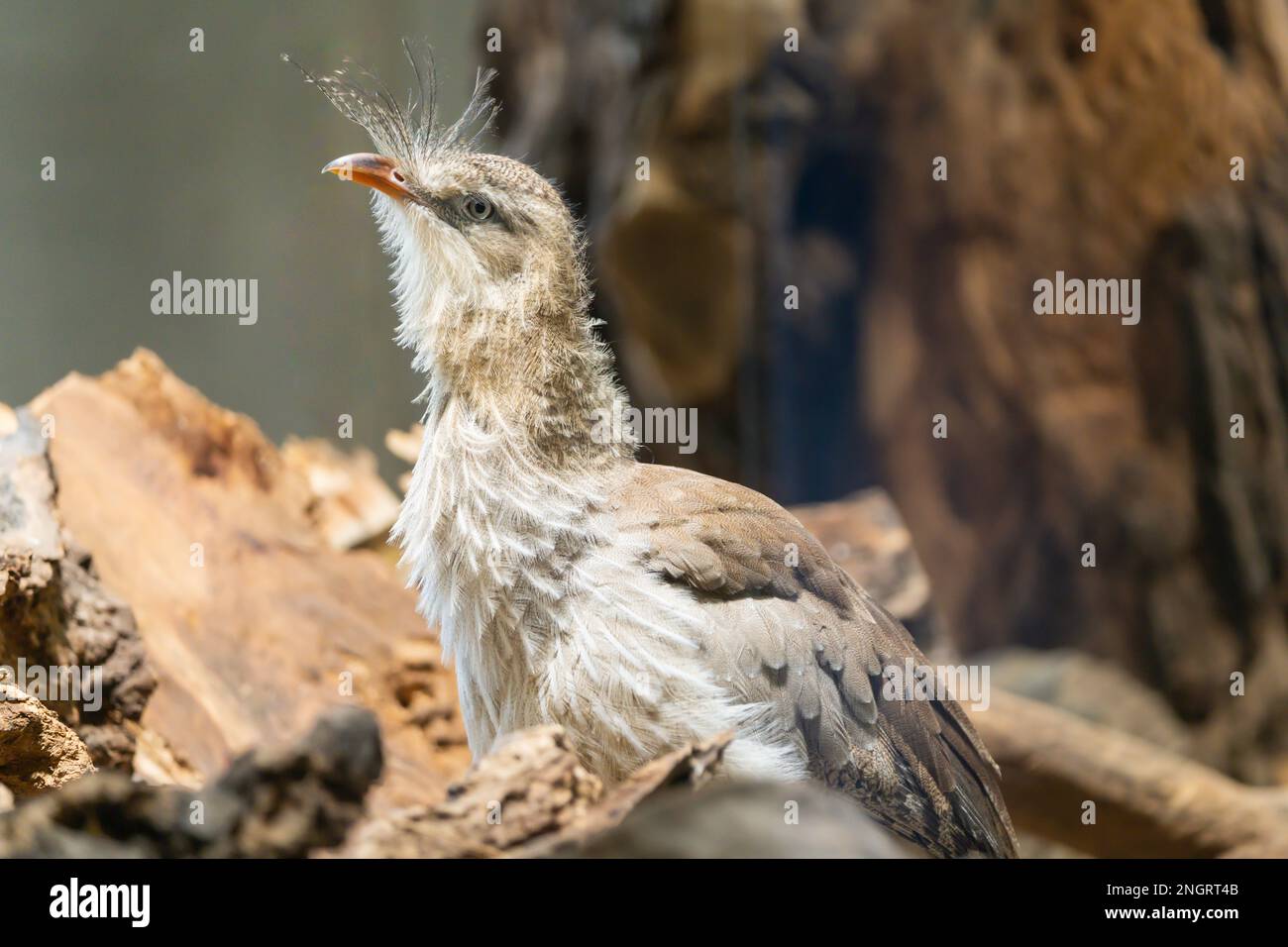 Close-up of Red-legged seriema (Cariama cristata), also known as the ...