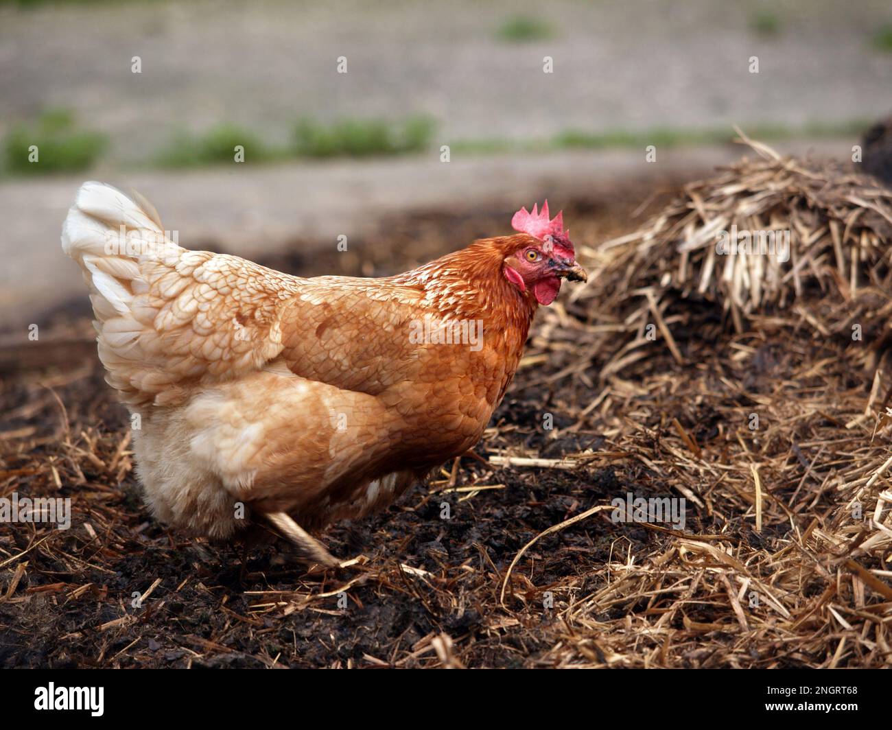 Free animal husbandry hi-res stock photography and images - Alamy